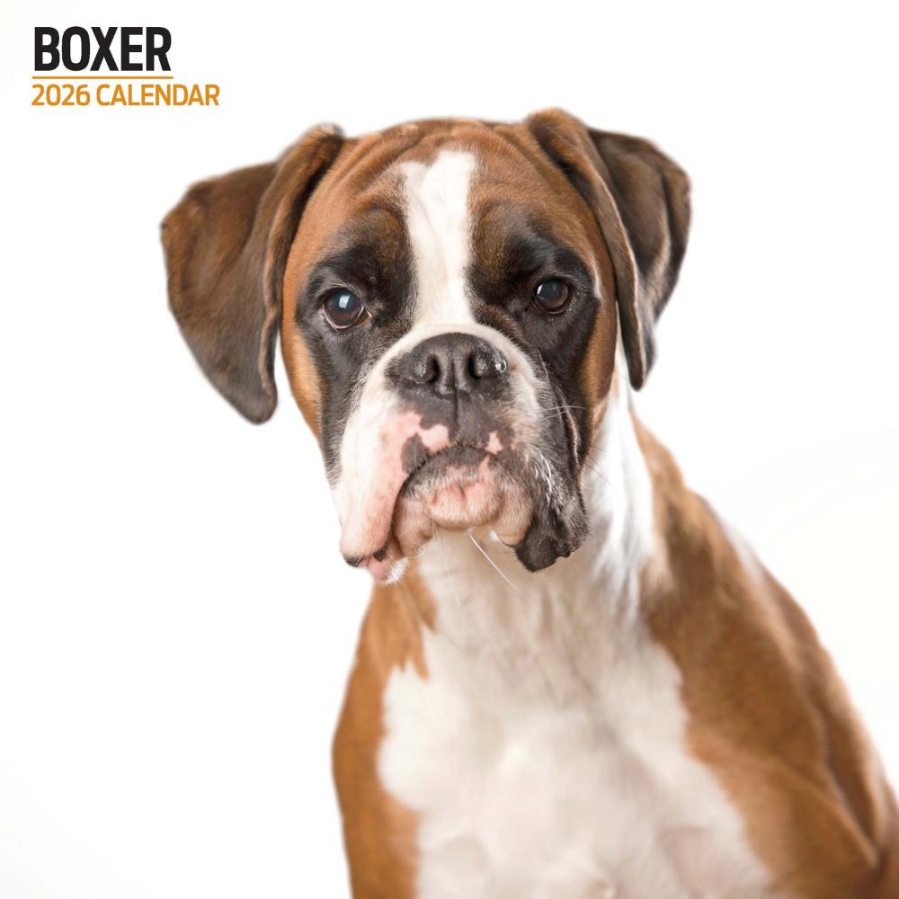 Boxer Modern Wall Calendar 2026 - Petstop