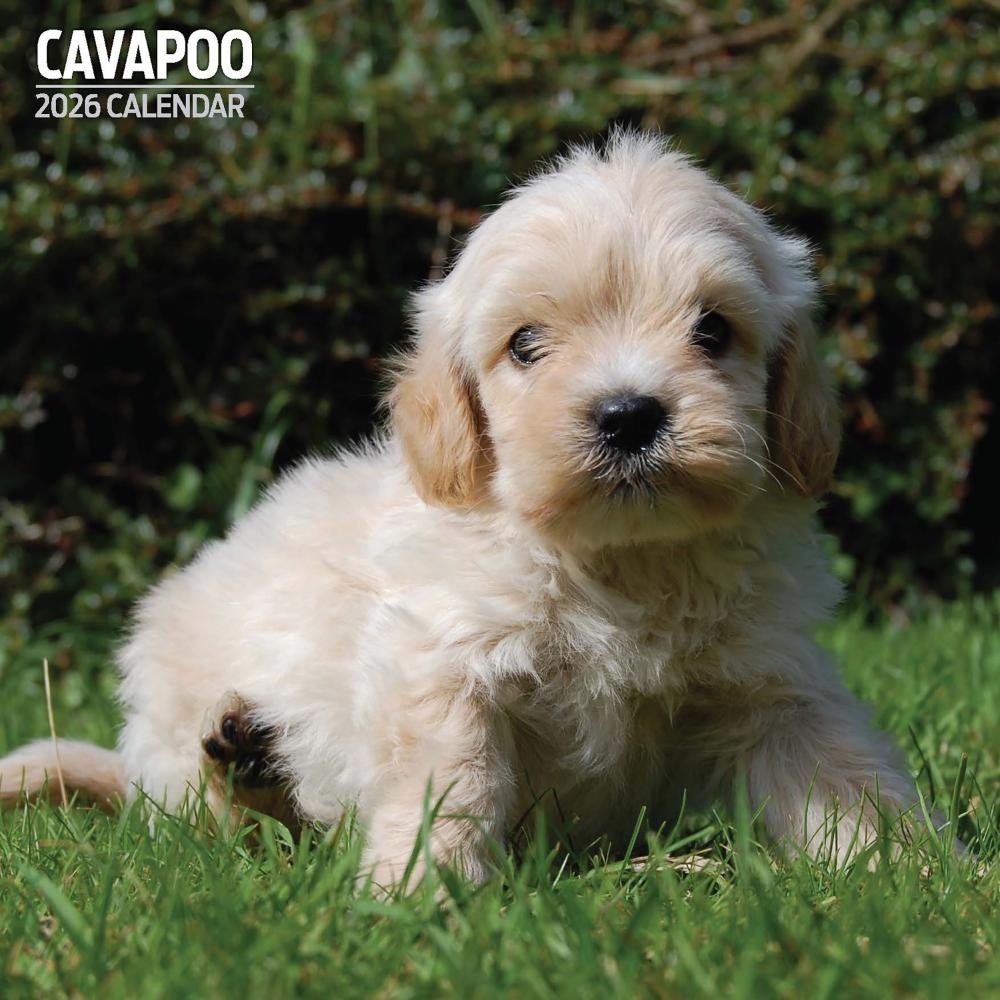 Cavapoo Traditional Wall Calendar 2026 - Petstop