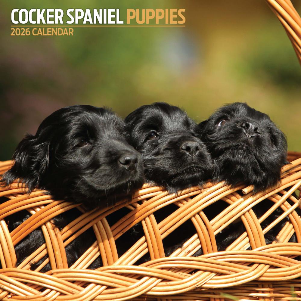 Cocker Spaniel Puppies Traditional Wall Calendar 2026 - Petstop