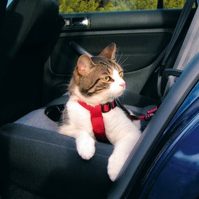 Cat Car Harness - Petstop